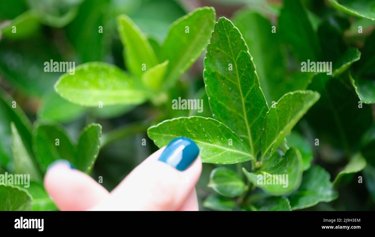Hand touching green fresh tea leaves closeup Stock Photo - Alamy
