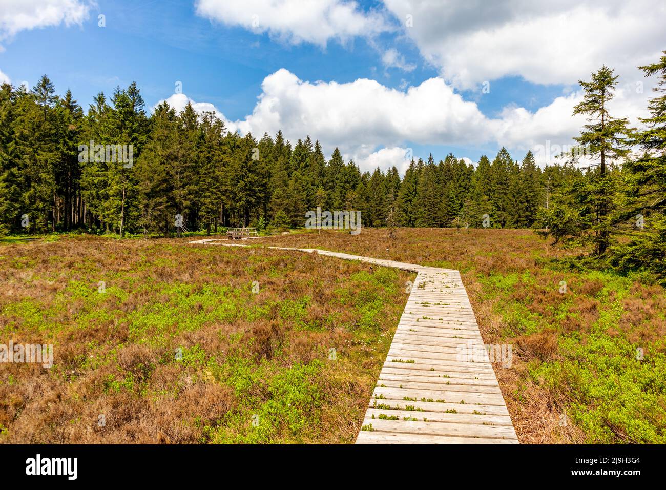 Hike to the high moor near Oberhof in the Thuringian Forest - Thuringia ...