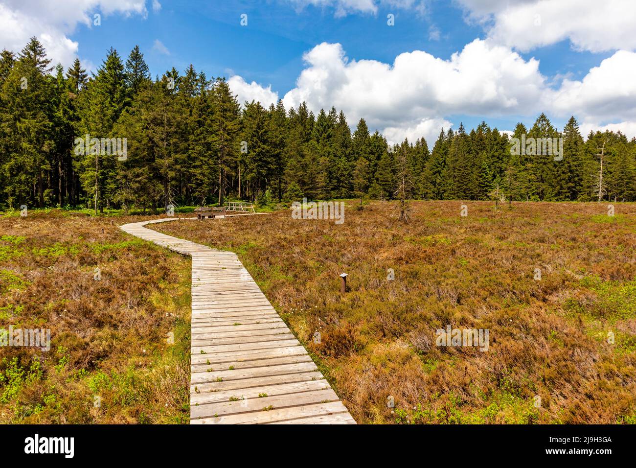 Hike to the high moor near Oberhof in the Thuringian Forest - Thuringia ...
