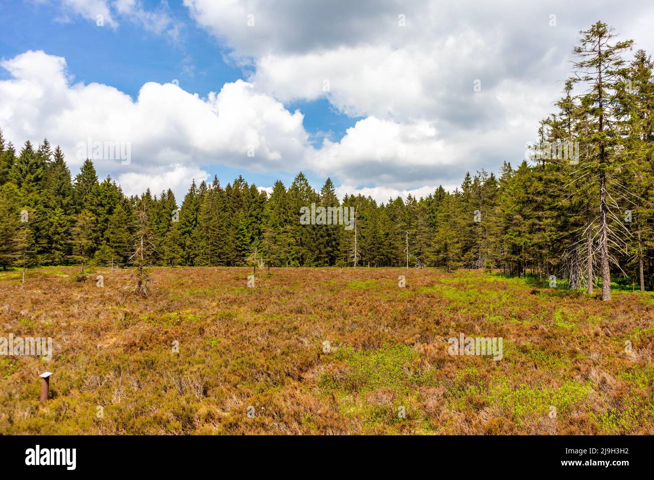 Hike to the high moor near Oberhof in the Thuringian Forest - Thuringia ...