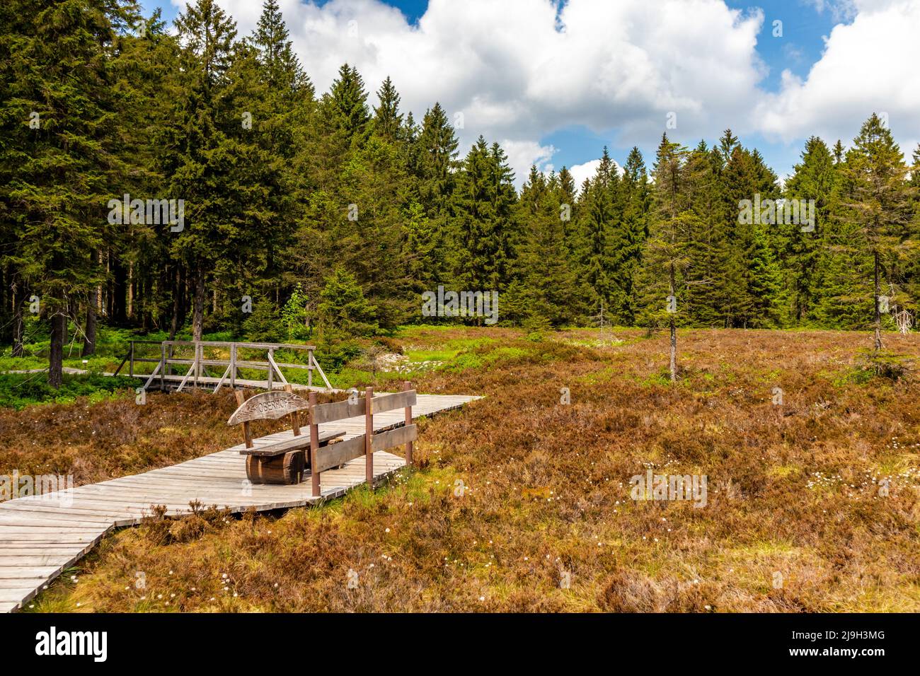 Hike to the high moor near Oberhof in the Thuringian Forest - Thuringia ...