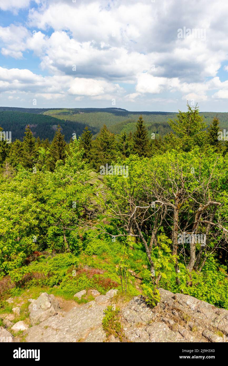 Hike to the high moor near Oberhof in the Thuringian Forest - Thuringia ...