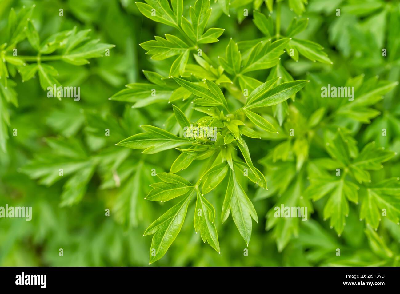 Macro detail of a parsley plant beginning to flower to produce its ...