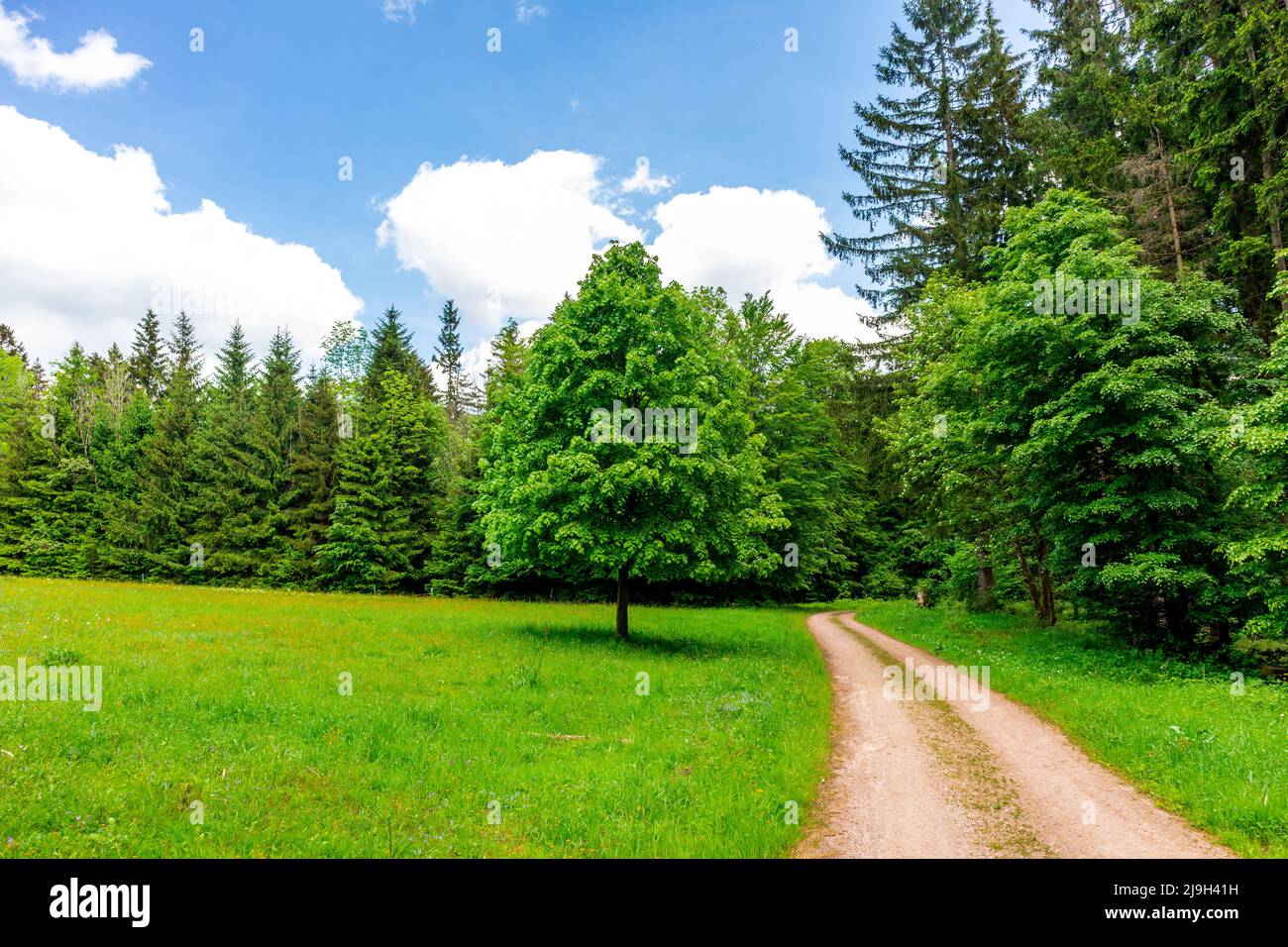 Hike to the high moor near Oberhof in the Thuringian Forest - Thuringia ...