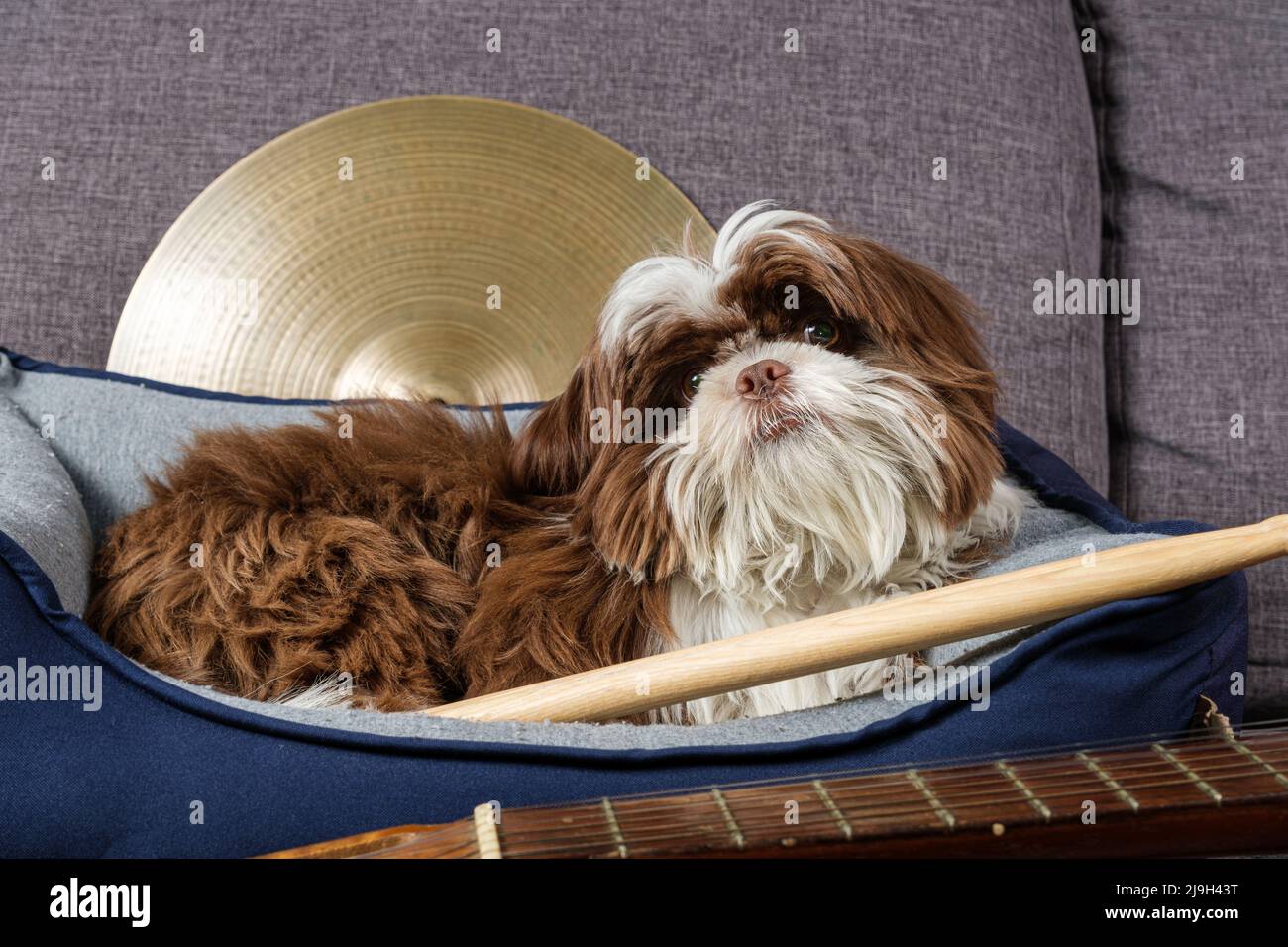 6 month old shih tzu puppy sitting on his bed and surrounded by musical ...