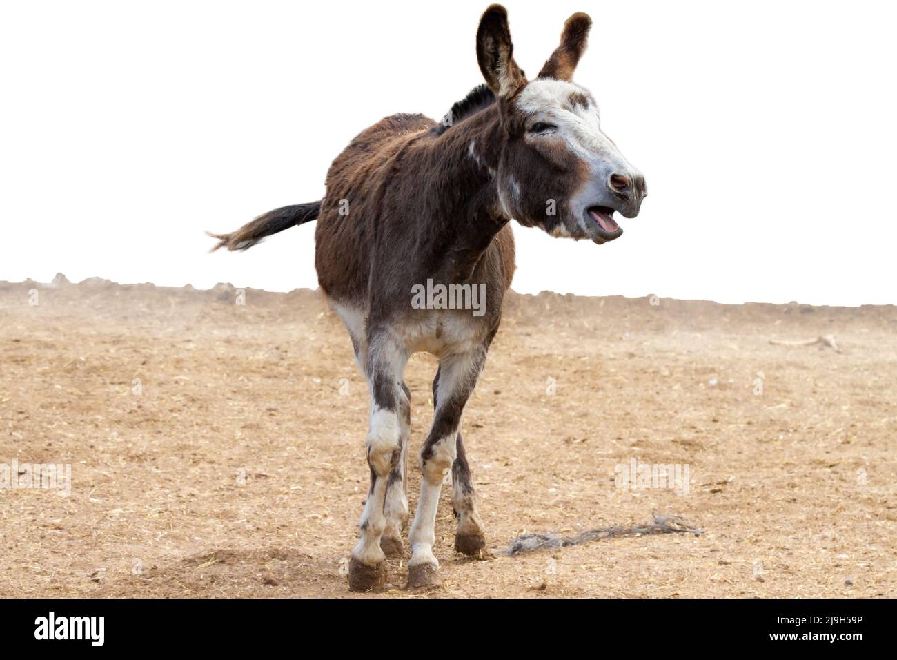 A brown donkey brays in the desert Stock Photo - Alamy