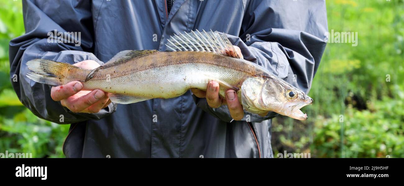 Fisherman trophy- zander fish in the hands Stock Photo - Alamy