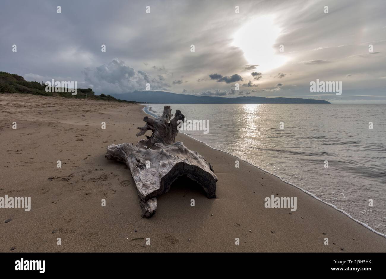 Driftwood and sunset Giannella beach, Tyrrhenian Sea, on the northern ...
