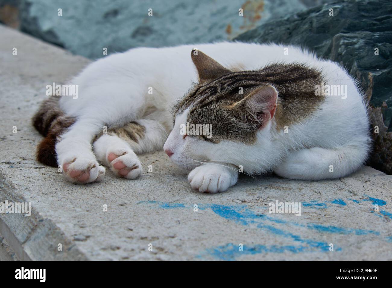 Dog And Cat Touching Paws