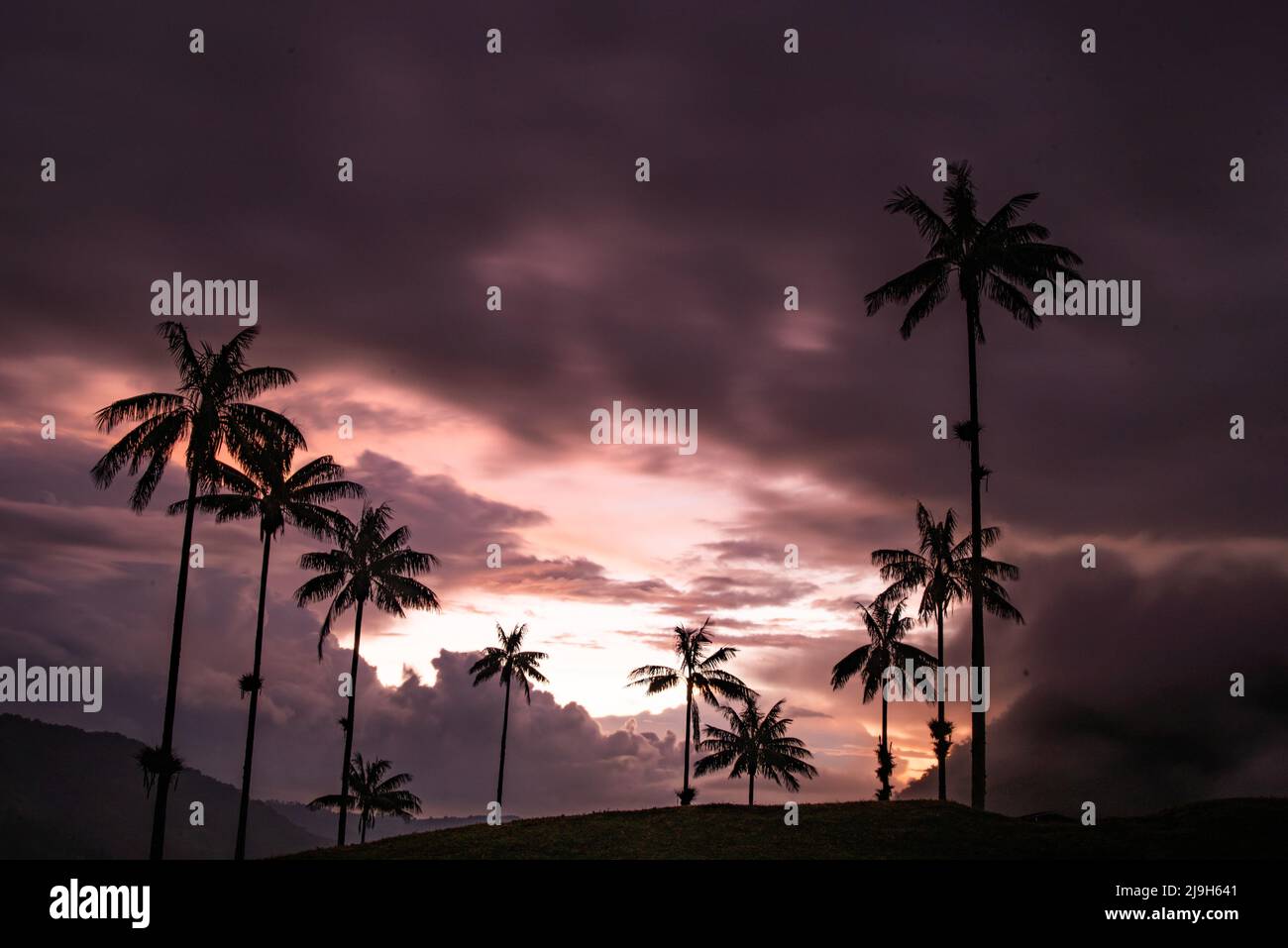 Landscape sunset of wax palm trees in Cocora Valley near Salento ...