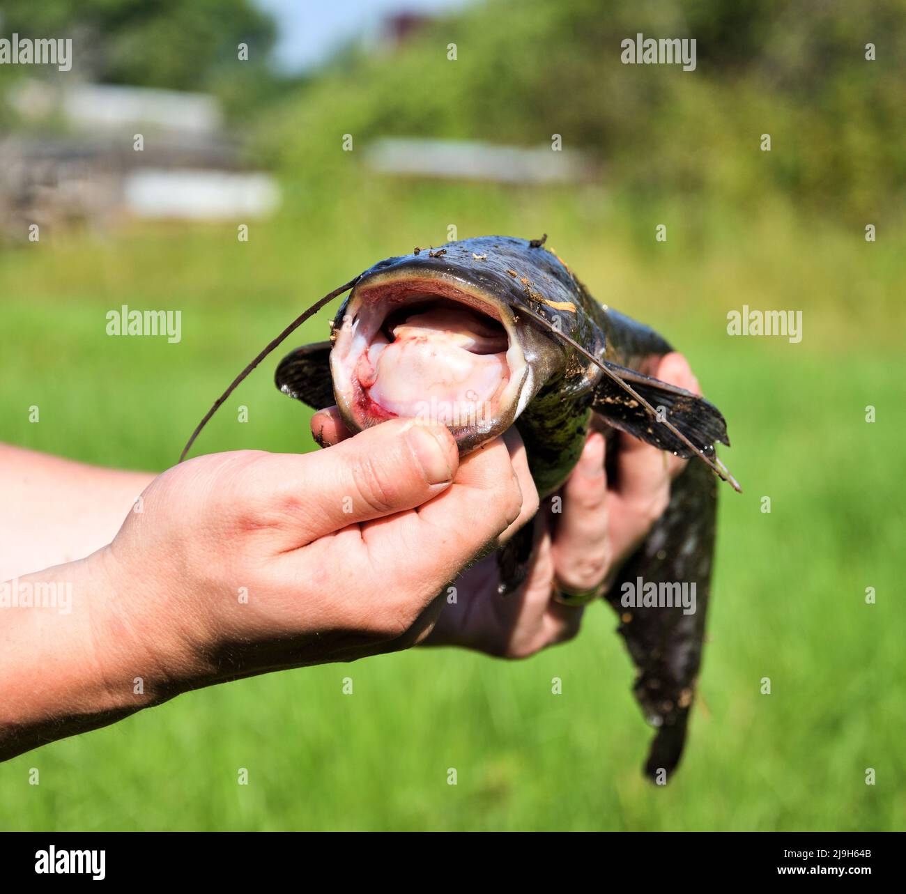 Man holding cat in hands hi-res stock photography and images - Alamy