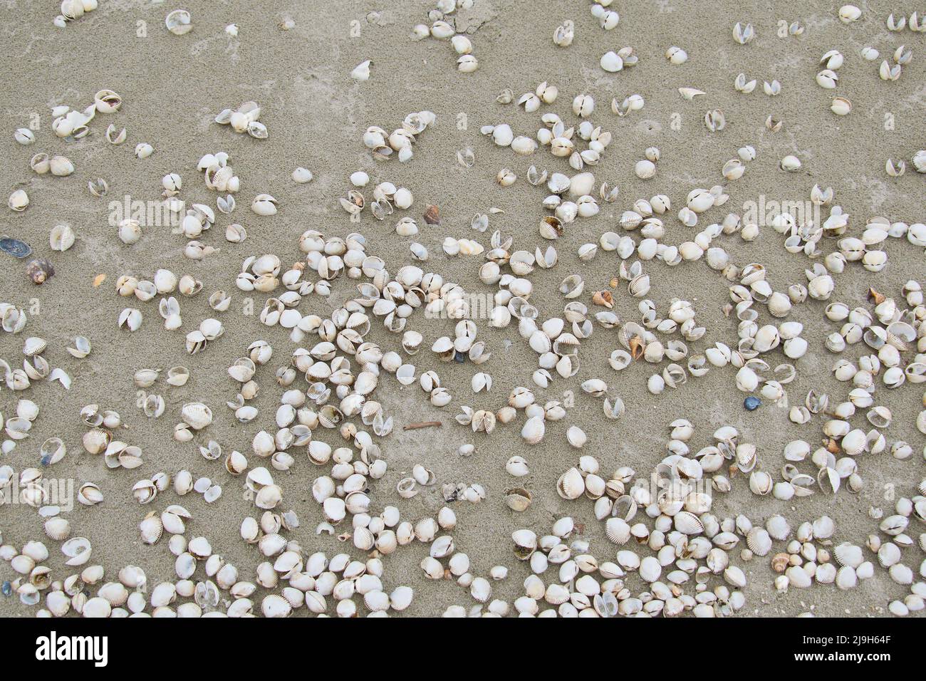 White shells hi-res stock photography and images - Alamy