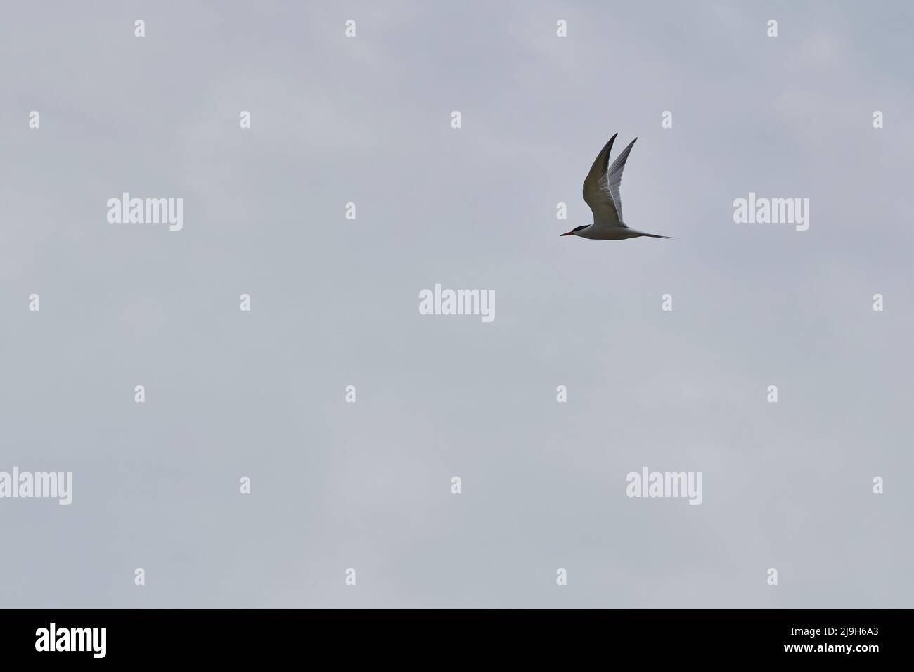 A closeup of a Common tern flying in the air Stock Photo - Alamy