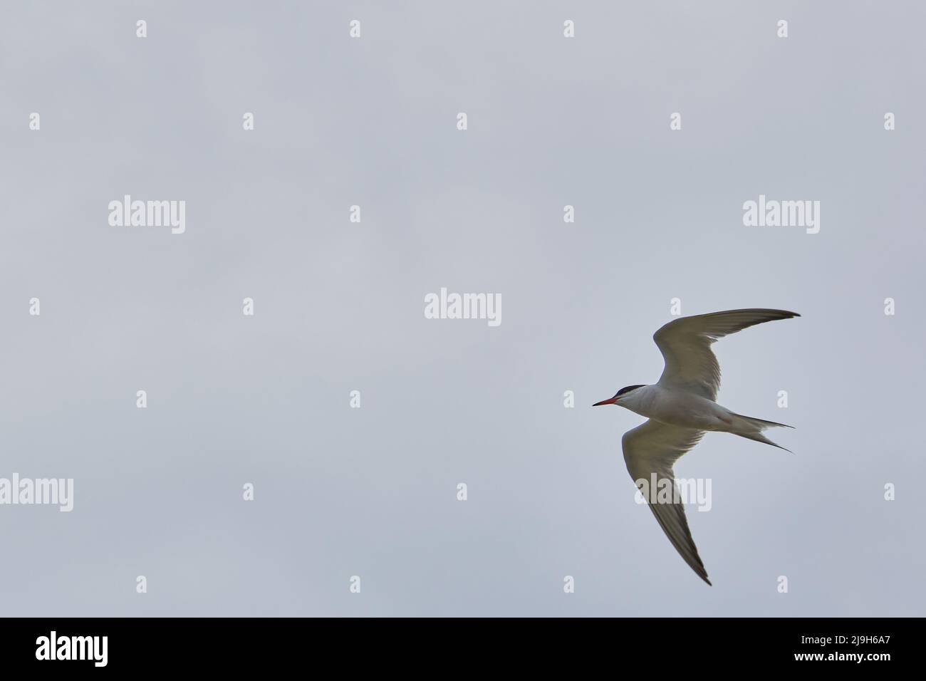 A closeup of a Common tern flying in the air Stock Photo - Alamy