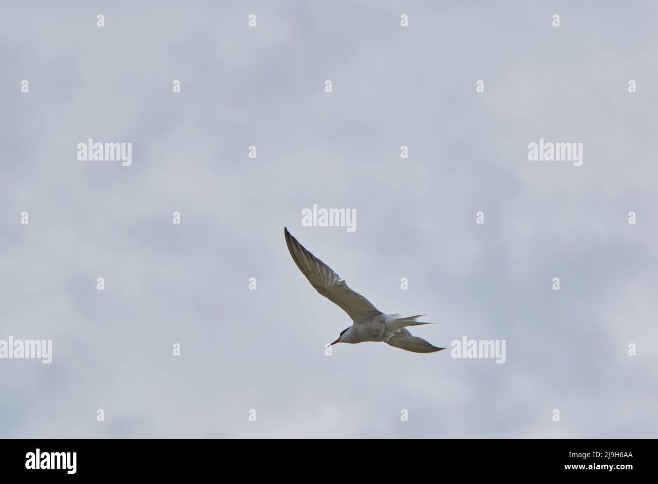 Arctic terns flying sea hi-res stock photography and images - Alamy