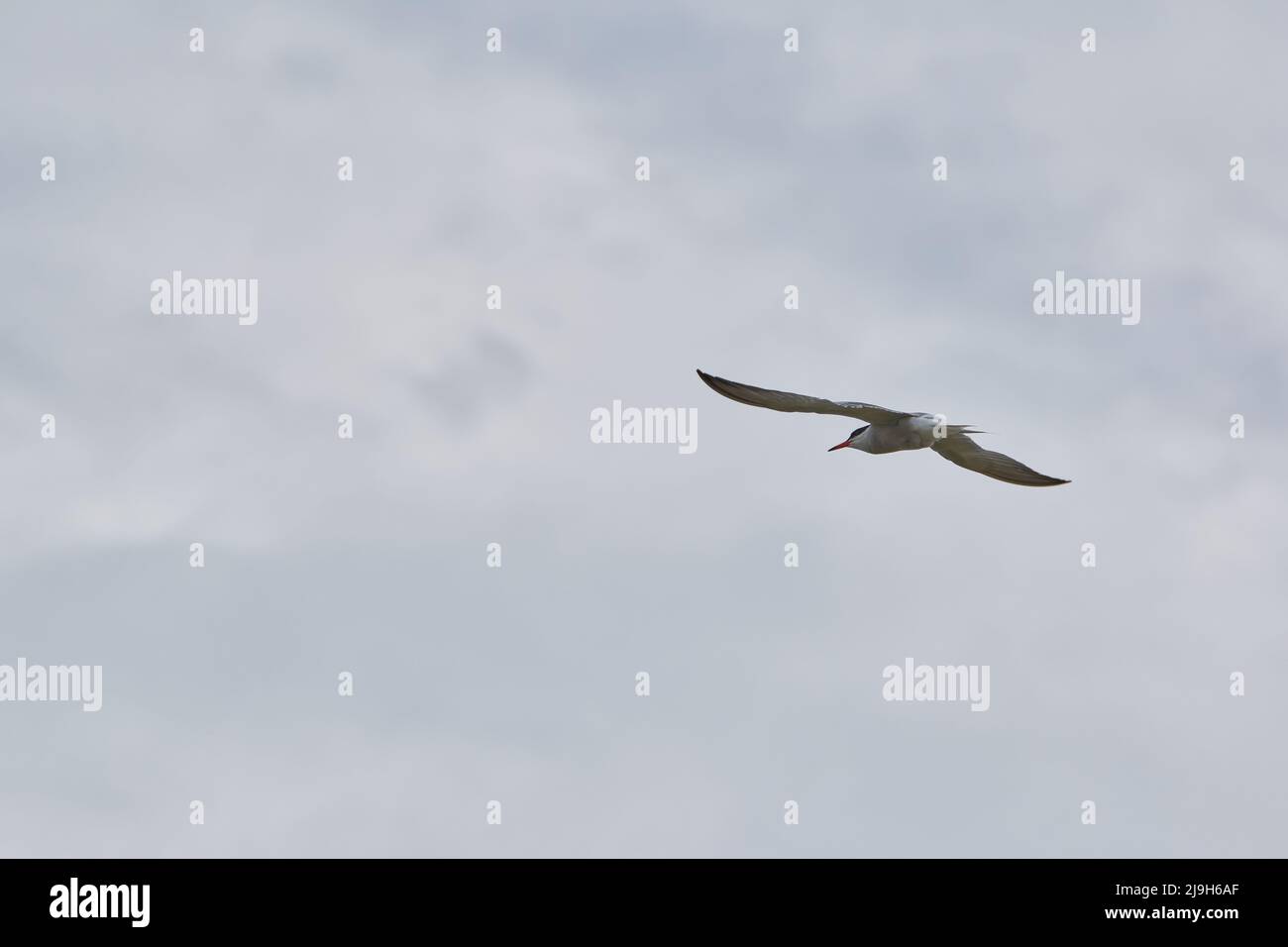 A closeup of a Common tern flying in the air Stock Photo - Alamy