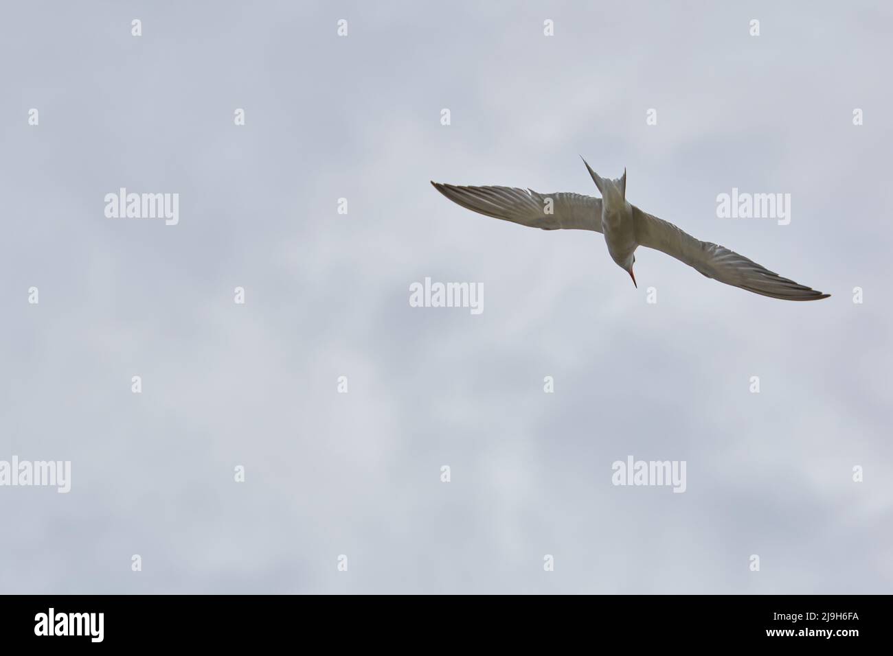 Arctic terns flying sea hi-res stock photography and images - Alamy
