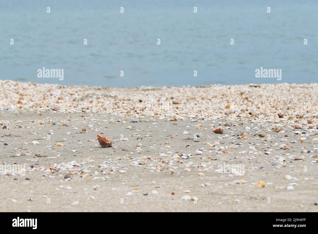 The beach full of shells in Corbu Romania Stock Photo - Alamy