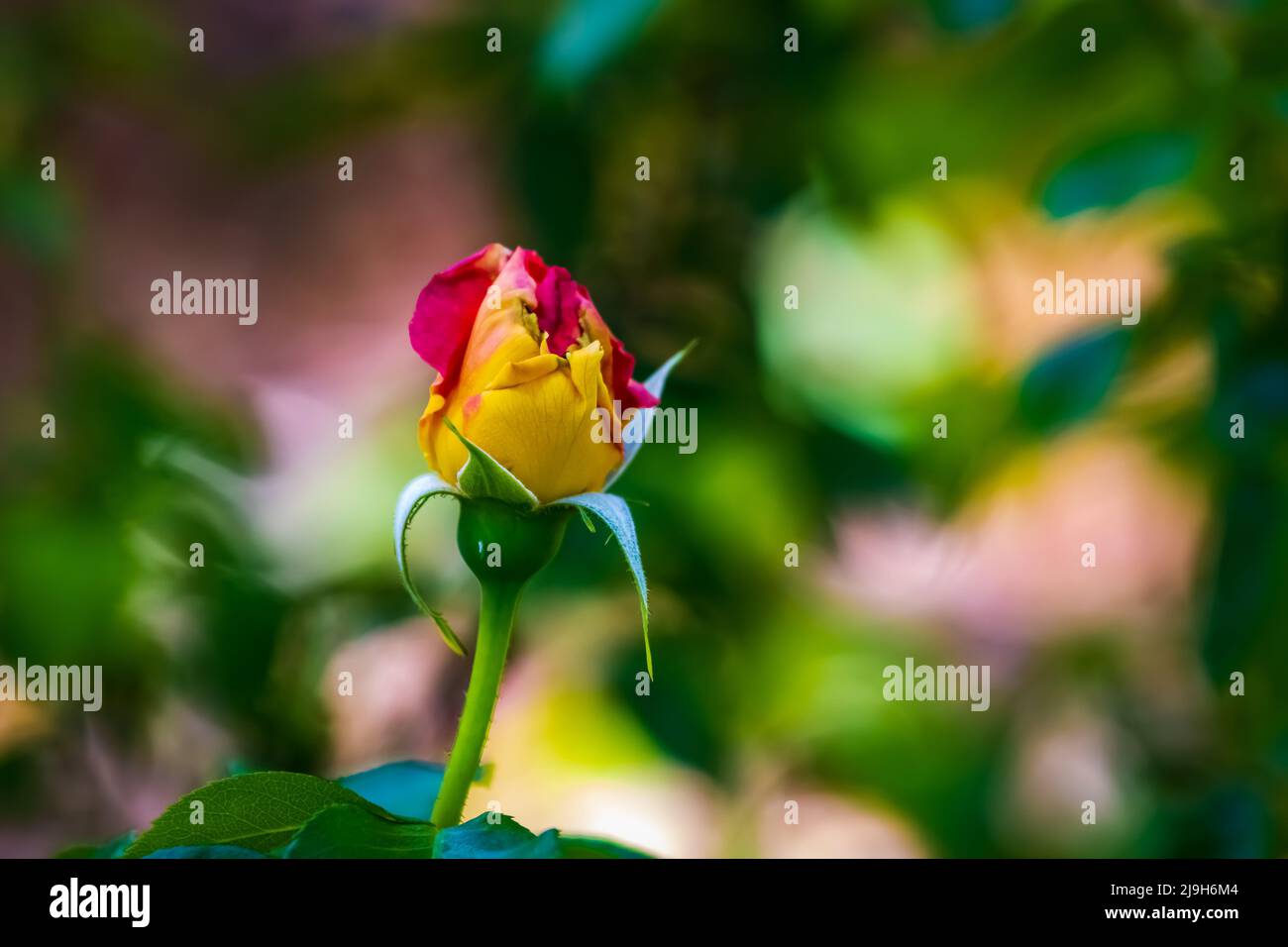 Yellow and red rose in process of blooming Stock Photo - Alamy
