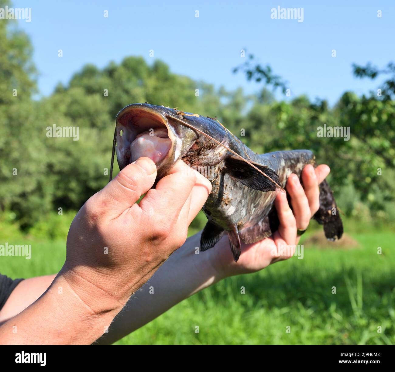 Fisherman trophy- catfish in the man hands Stock Photo - Alamy
