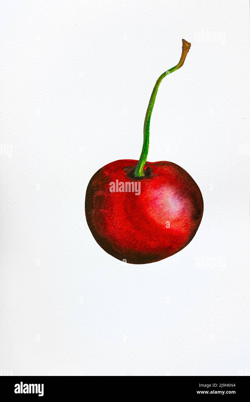 watercolor one cherries on a white background Stock Photo - Alamy