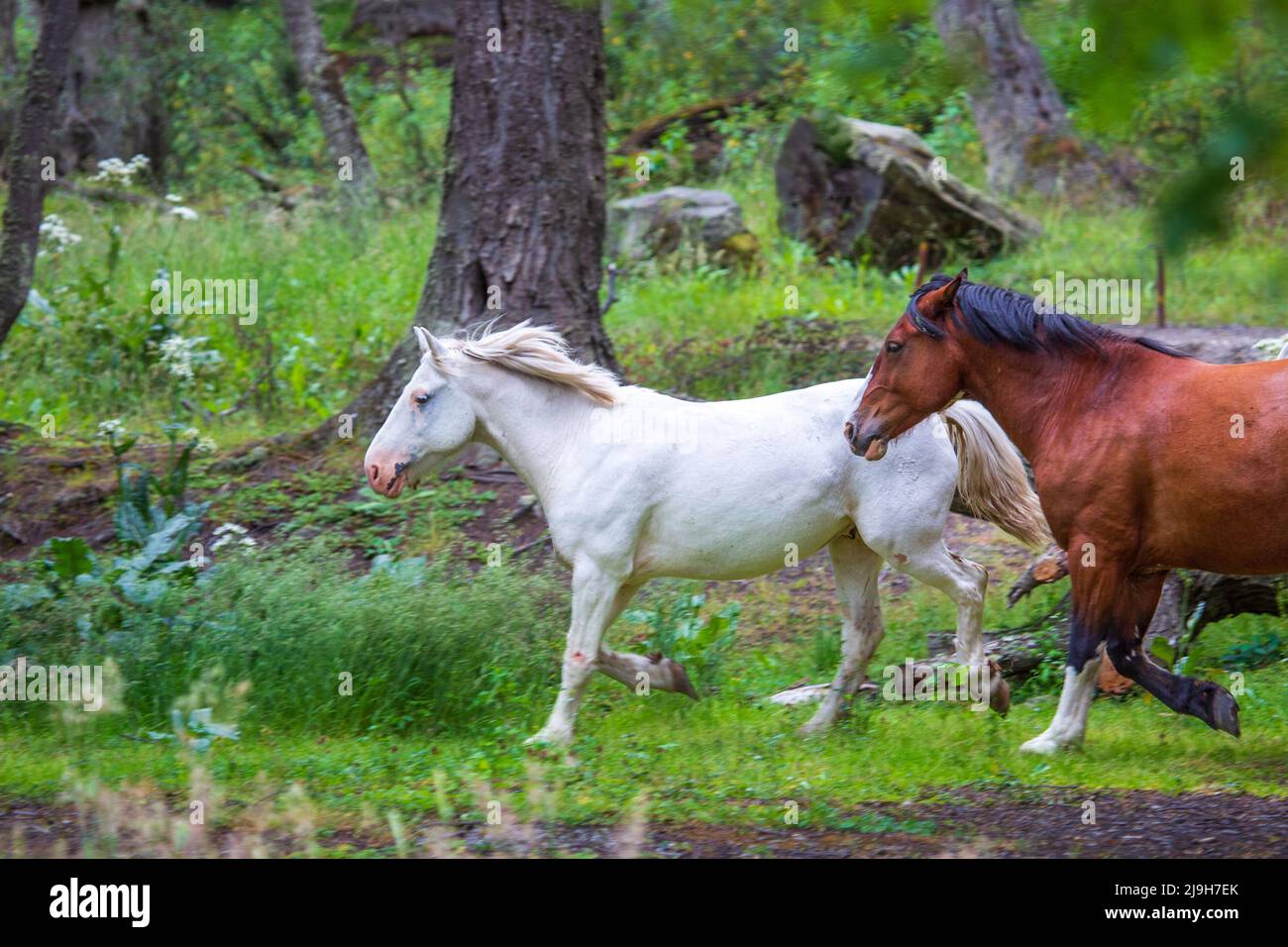 Natural horse behaviour hi-res stock photography and images - Alamy