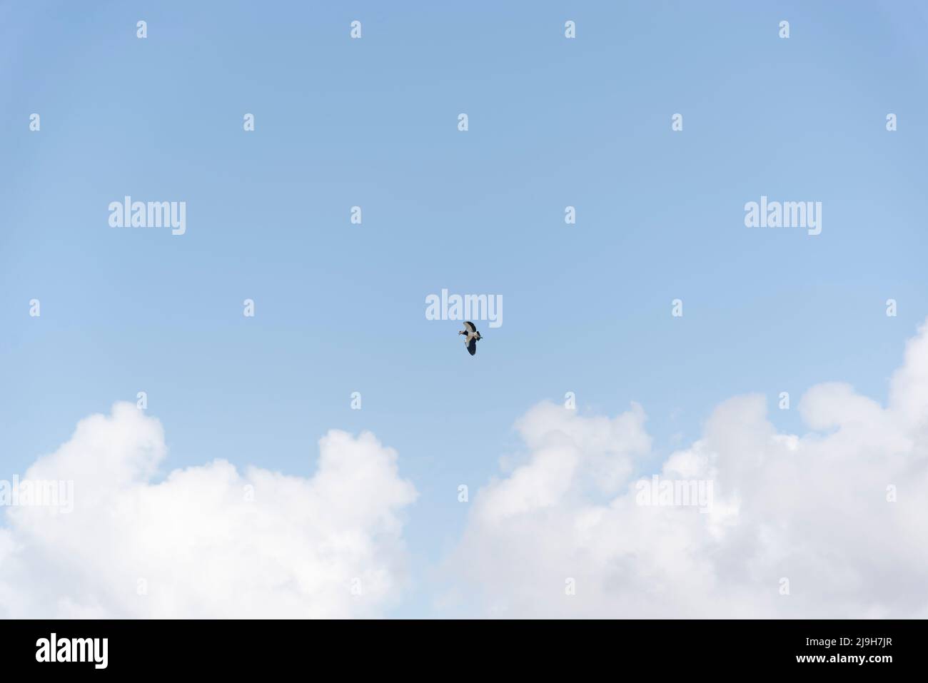 Bird flying free against the blue sky. Salvador, capital of Bahia ...