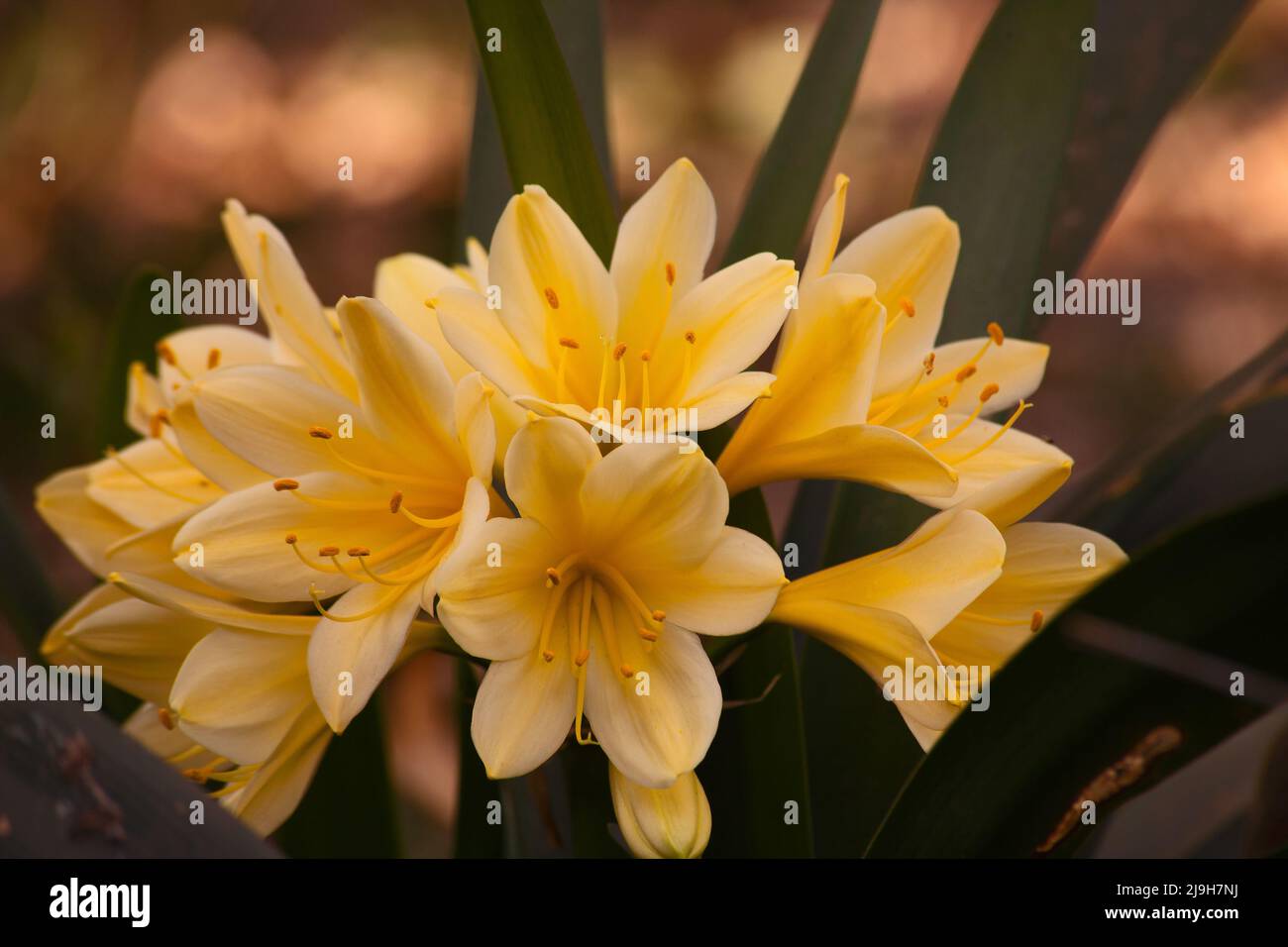 The yellow hybrid of the Clivia (Clivia miniata Stock Photo - Alamy