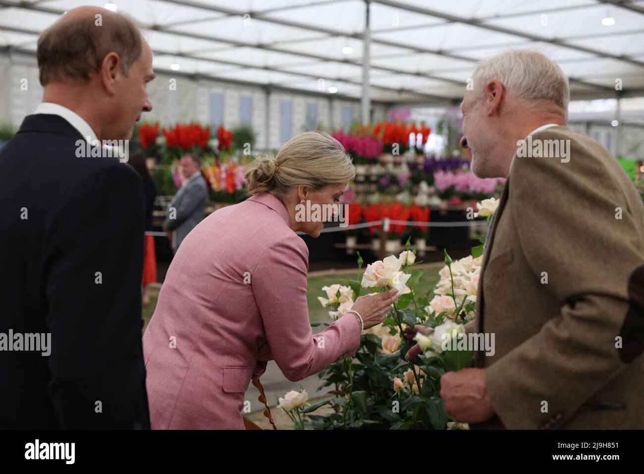 The Countess of Wessex smells a rose on the 'Harkness Roses' stand ...
