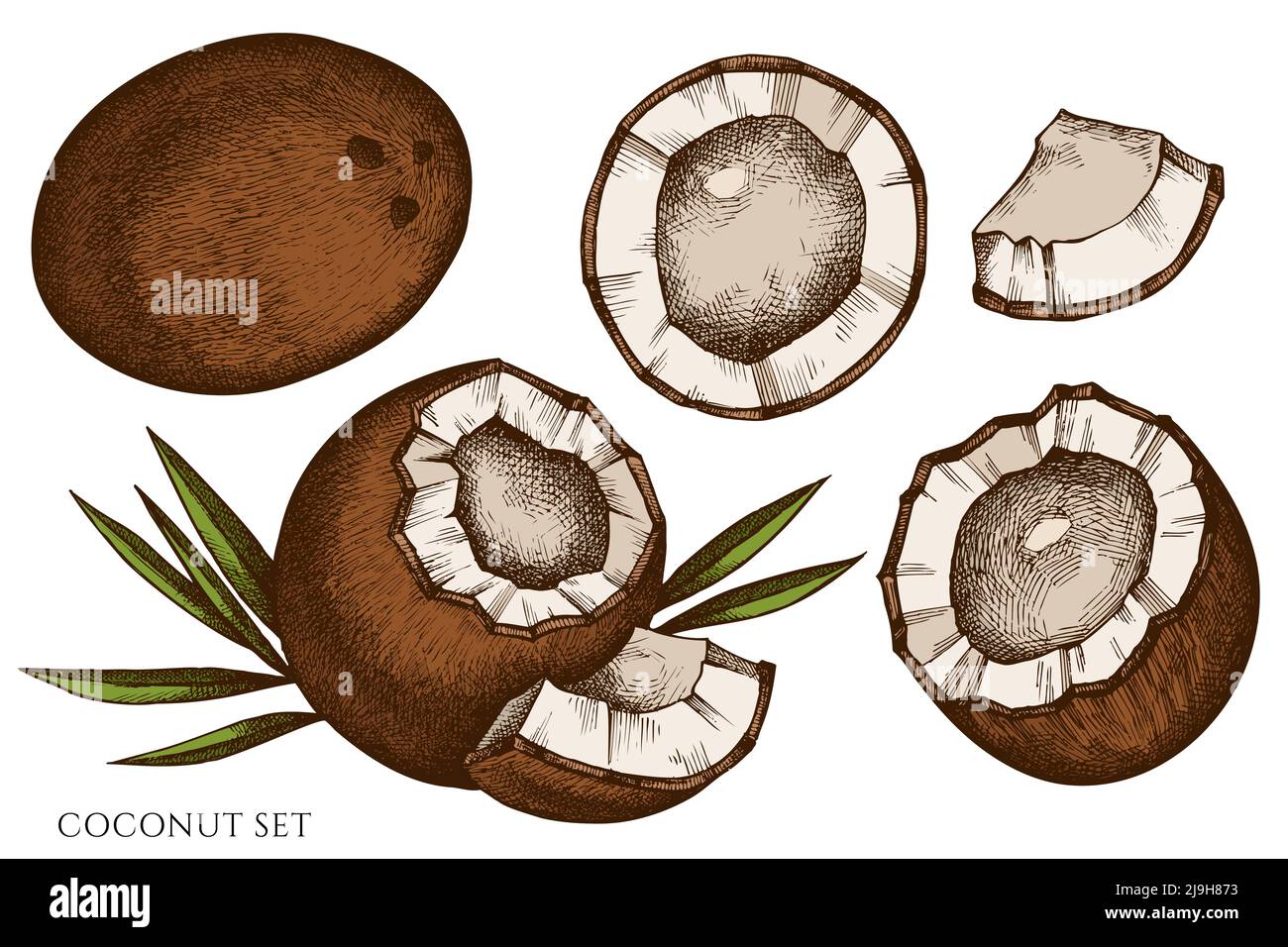 Fruits hand drawn vector illustrations collection. Colored coconut ...