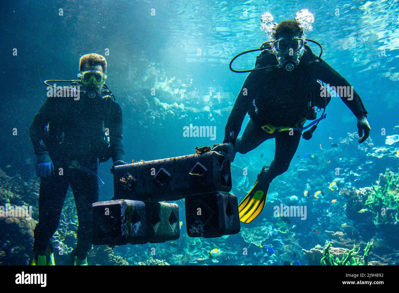Two divers are seen carrying the artificial coral reef under the water ...