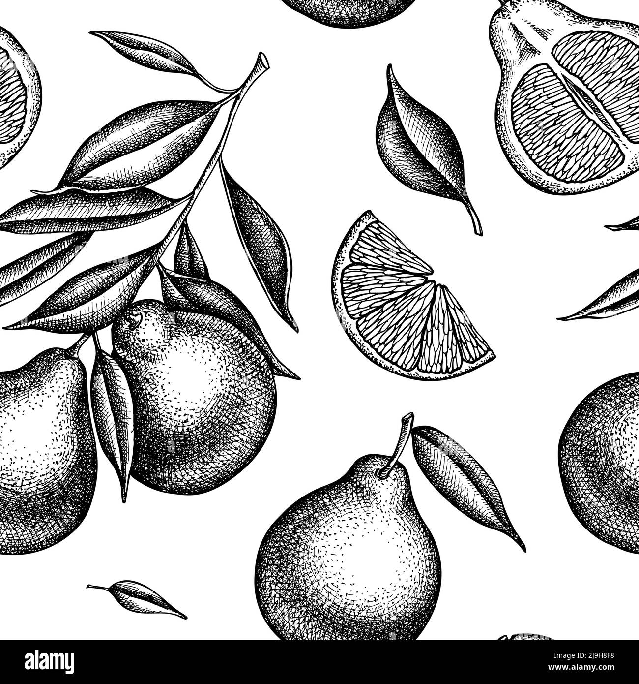 Citrus seamless pattern background design. Engraved style. Hand drawn tangelo Stock Vector Image ...