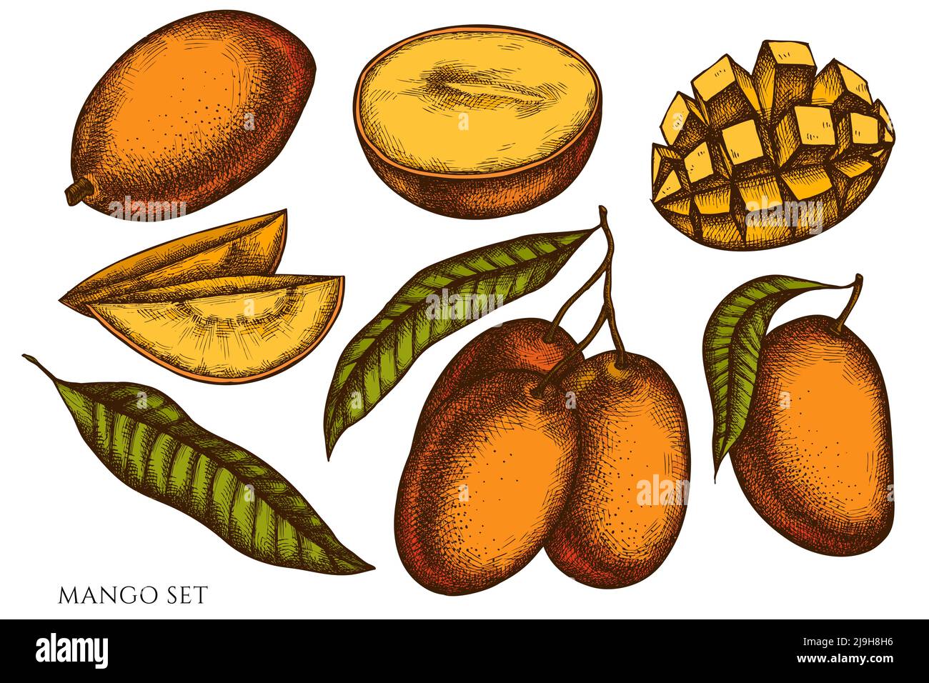 Fruits hand drawn vector illustrations collection. Colored mango Stock ...
