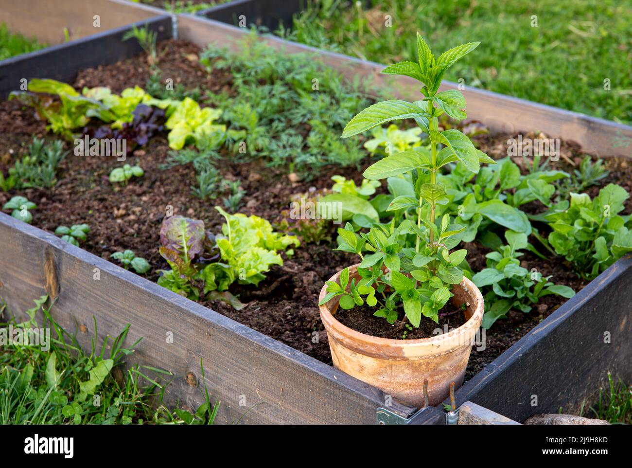 Planting and growing peppermint plant in flower pot to stop it from ...
