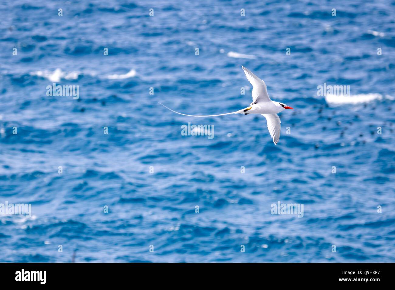 Black tail with streamers hi-res stock photography and images - Alamy