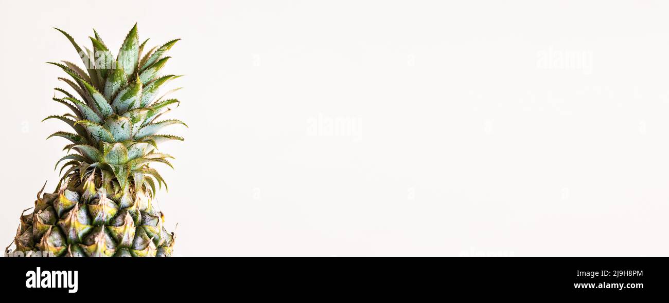 Pineapple banner on white background with copy space and place for ...