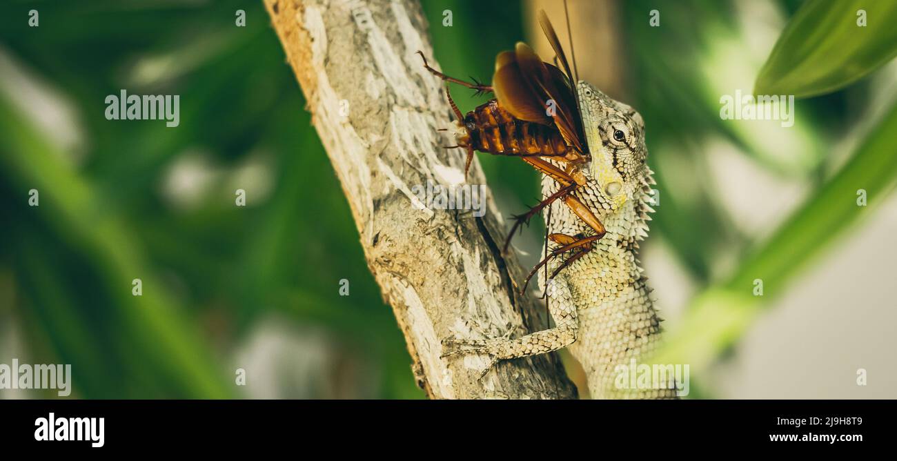 BANNER Macro close-up photo captures moment big gray lizard eat ...