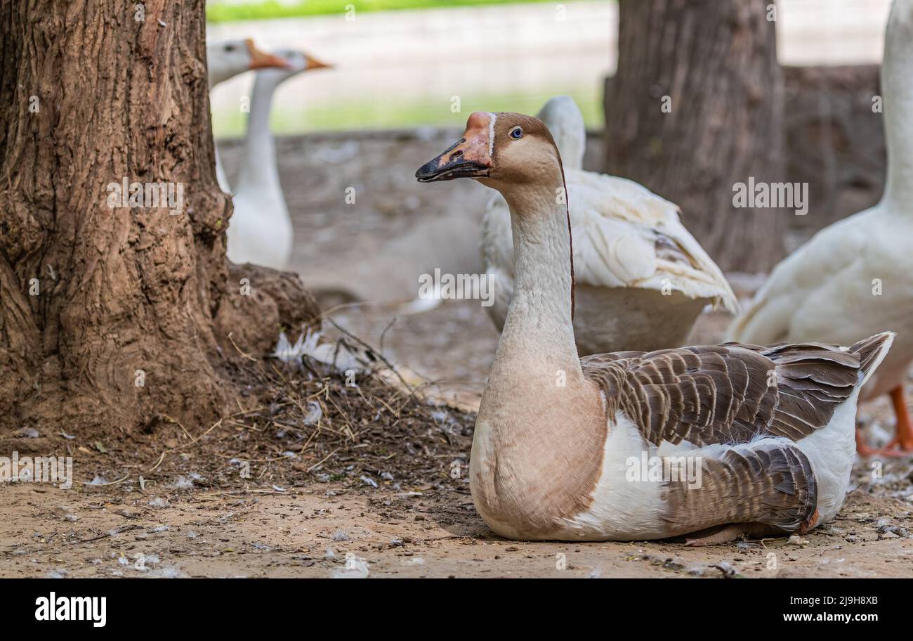 Domestic Goose resting under a tree in garden Stock Photo - Alamy