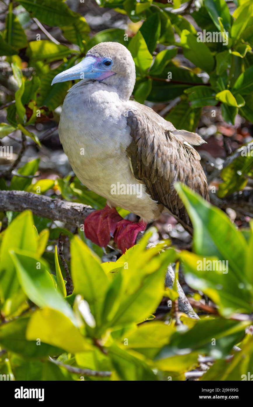 Large seabird hi-res stock photography and images - Alamy