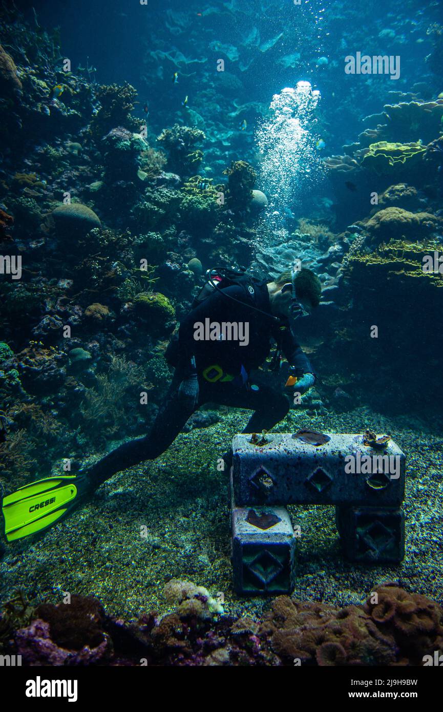 A diver is seen recording the artificial coral reef at the bottom of ...