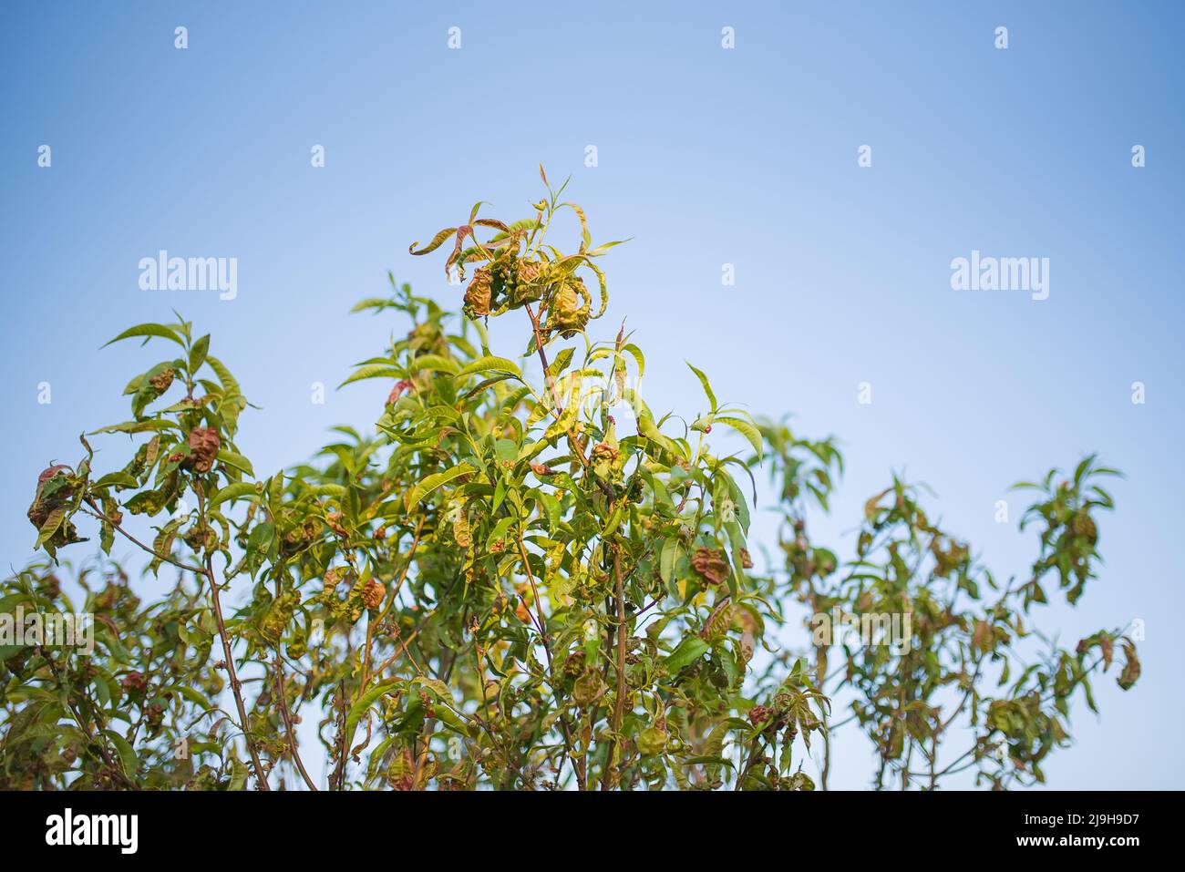 Peach leaf curl disease detail, Problem Solving: Peach Leaf Curl ...