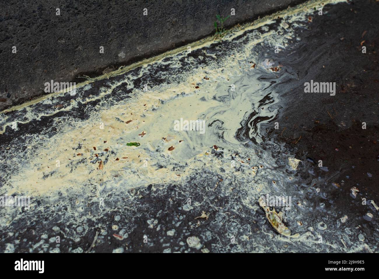 Pollen in a puddle on the ground after rain Stock Photo - Alamy