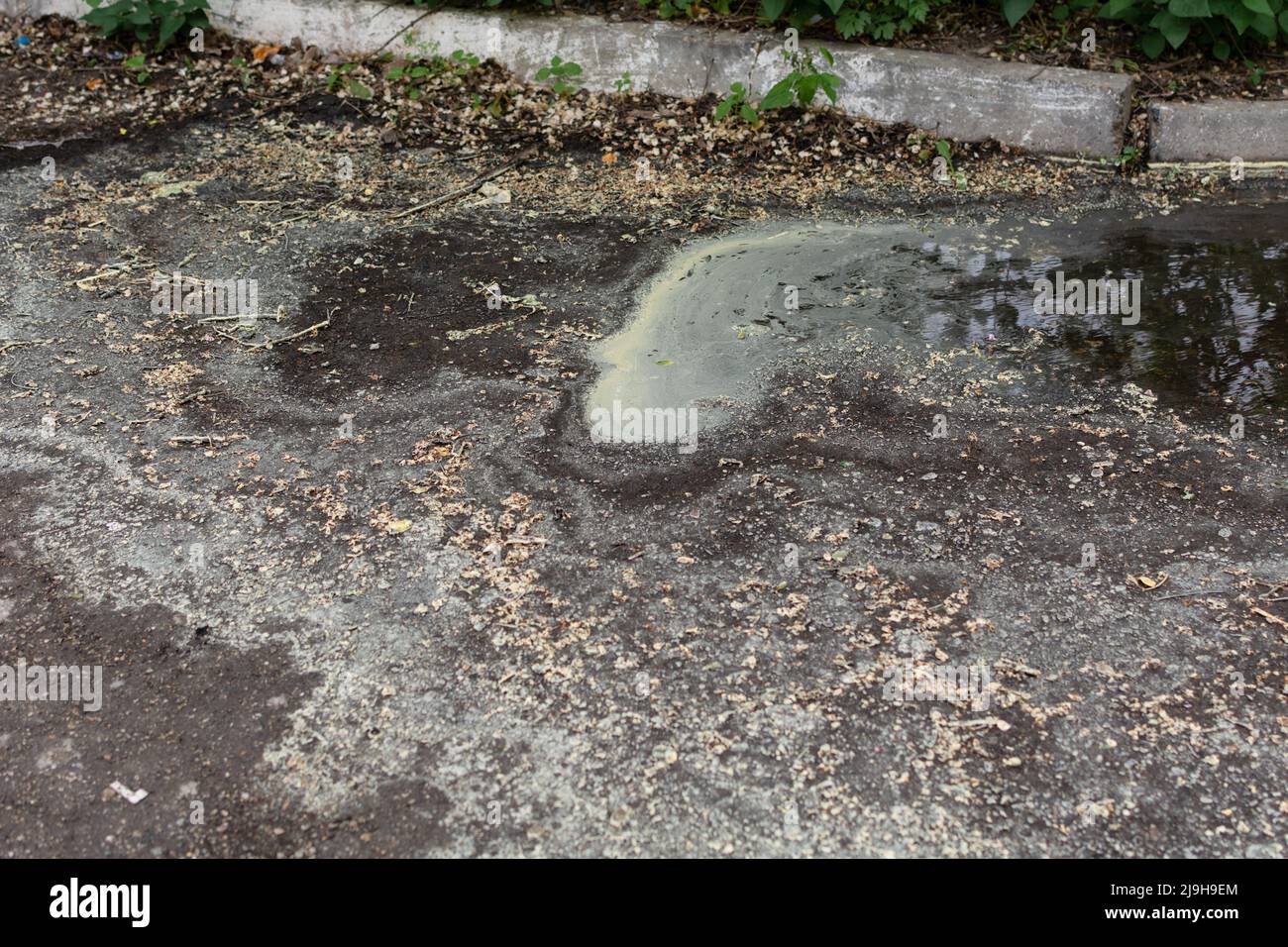 Pollen in a puddle on the ground after rain Stock Photo - Alamy