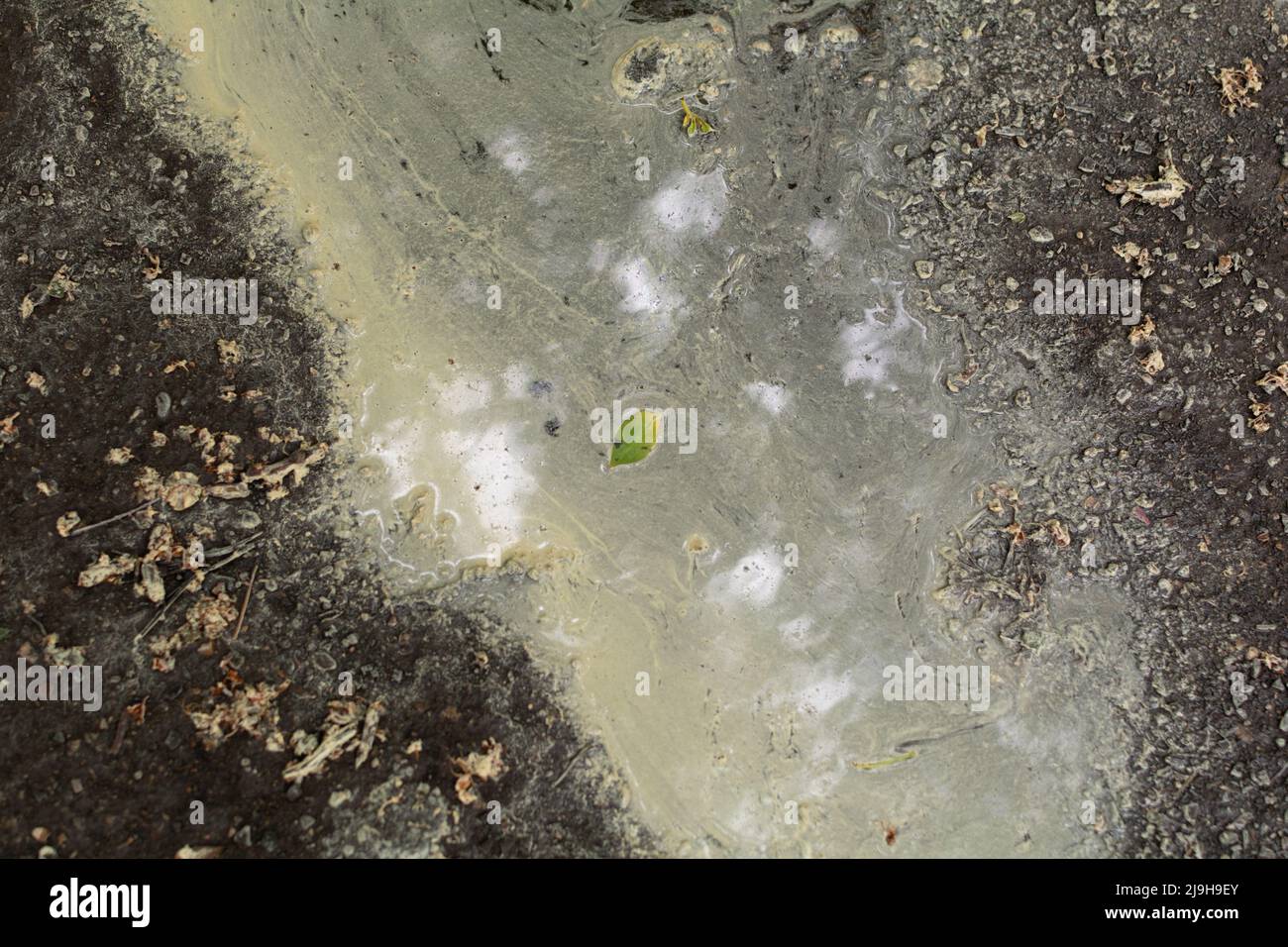 Pollen grains in water hi-res stock photography and images - Alamy