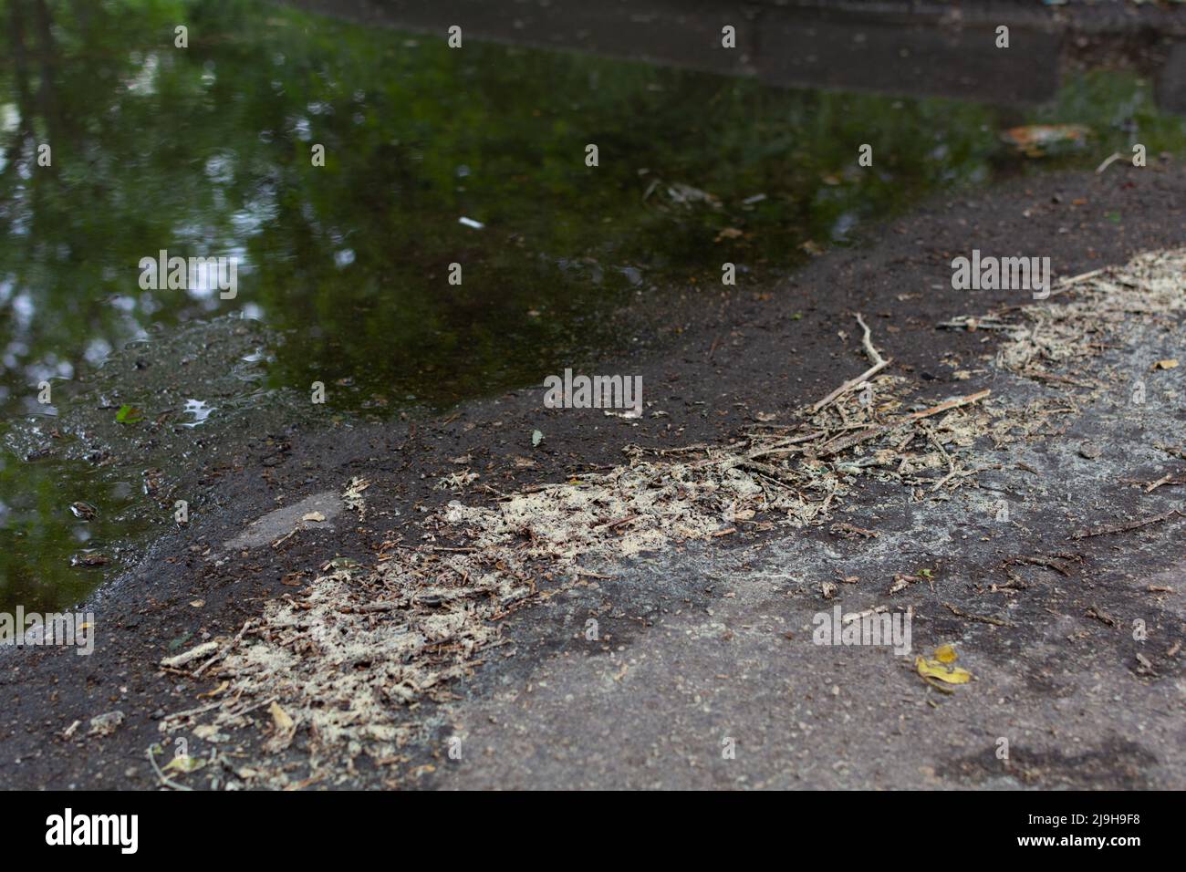 Pollen grains in water hi-res stock photography and images - Alamy