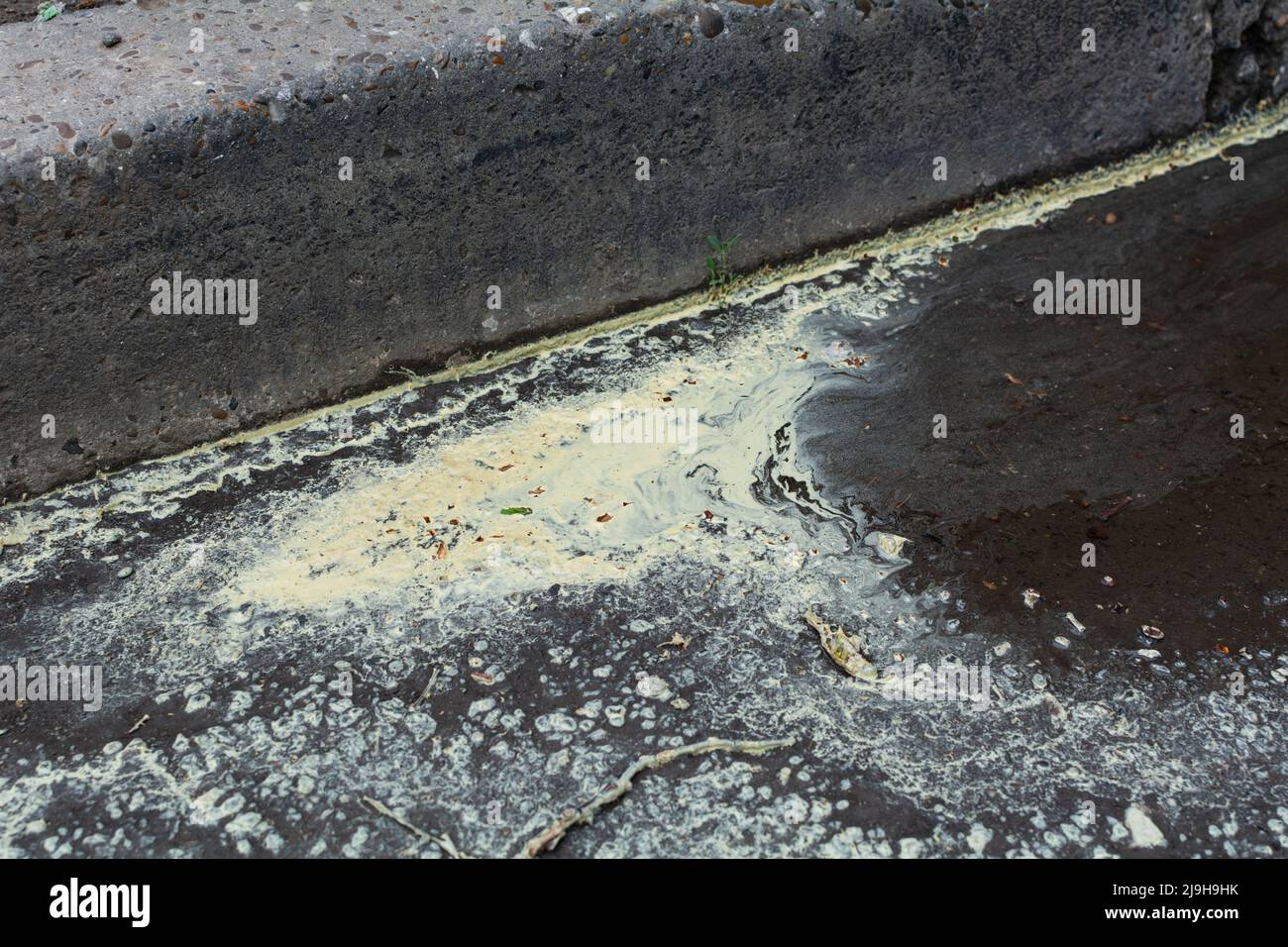 Pollen grains in water hi-res stock photography and images - Alamy