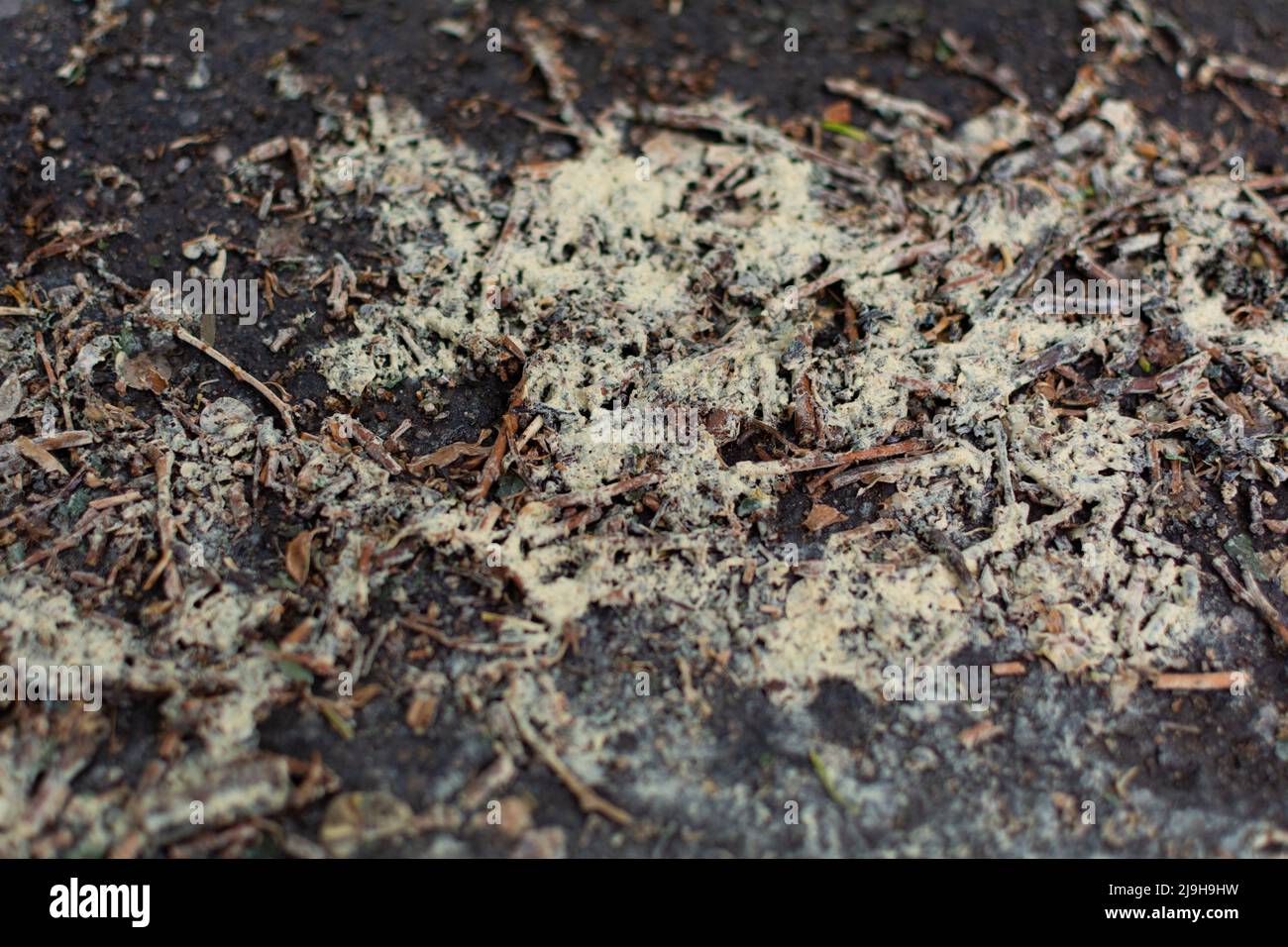 Pollen sediment in a puddle after rain macro photography Stock Photo ...