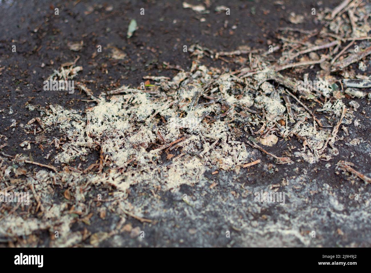 Pollen sediment in a puddle after rain macro photography Stock Photo ...