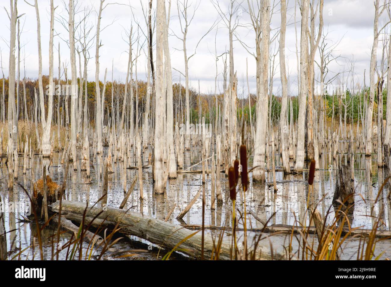 A swamp with dry dead trees, logs, and flowering cattails ...