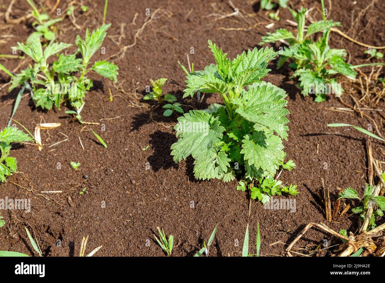 Young green bush of common nettle growing on the ground in spring ...
